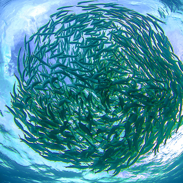 Conservation – International Game Fish Association