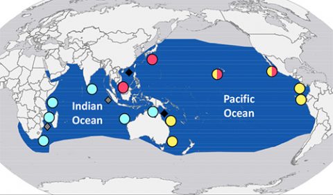 New Research Sheds Light on Black, Striped and White Marlin Population ...