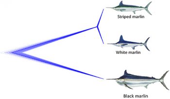 New Research Sheds Light on Black, Striped and White Marlin Population ...