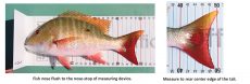 - International Game Fish Association