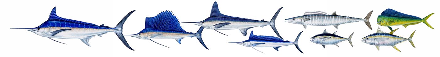 IGFA Light Tackle Invitational – International Game Fish Association