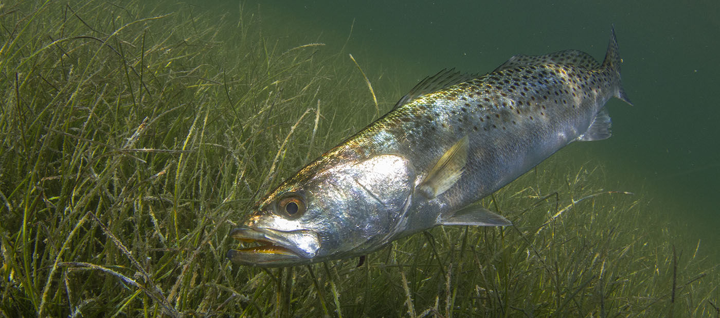 Save our Seagrass – International Game Fish Association