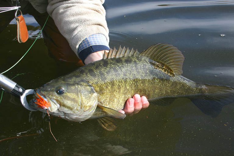 The Golden Age of Smallmouth Bass – International Game Fish Association