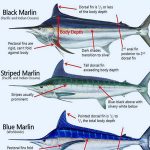 Game Fish Database – International Game Fish Association
