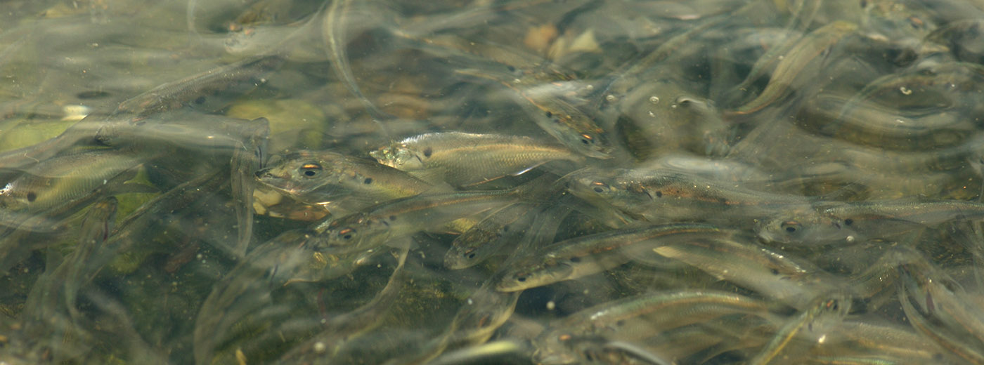 Great News for Atlantic Menhaden! – International Game Fish Association