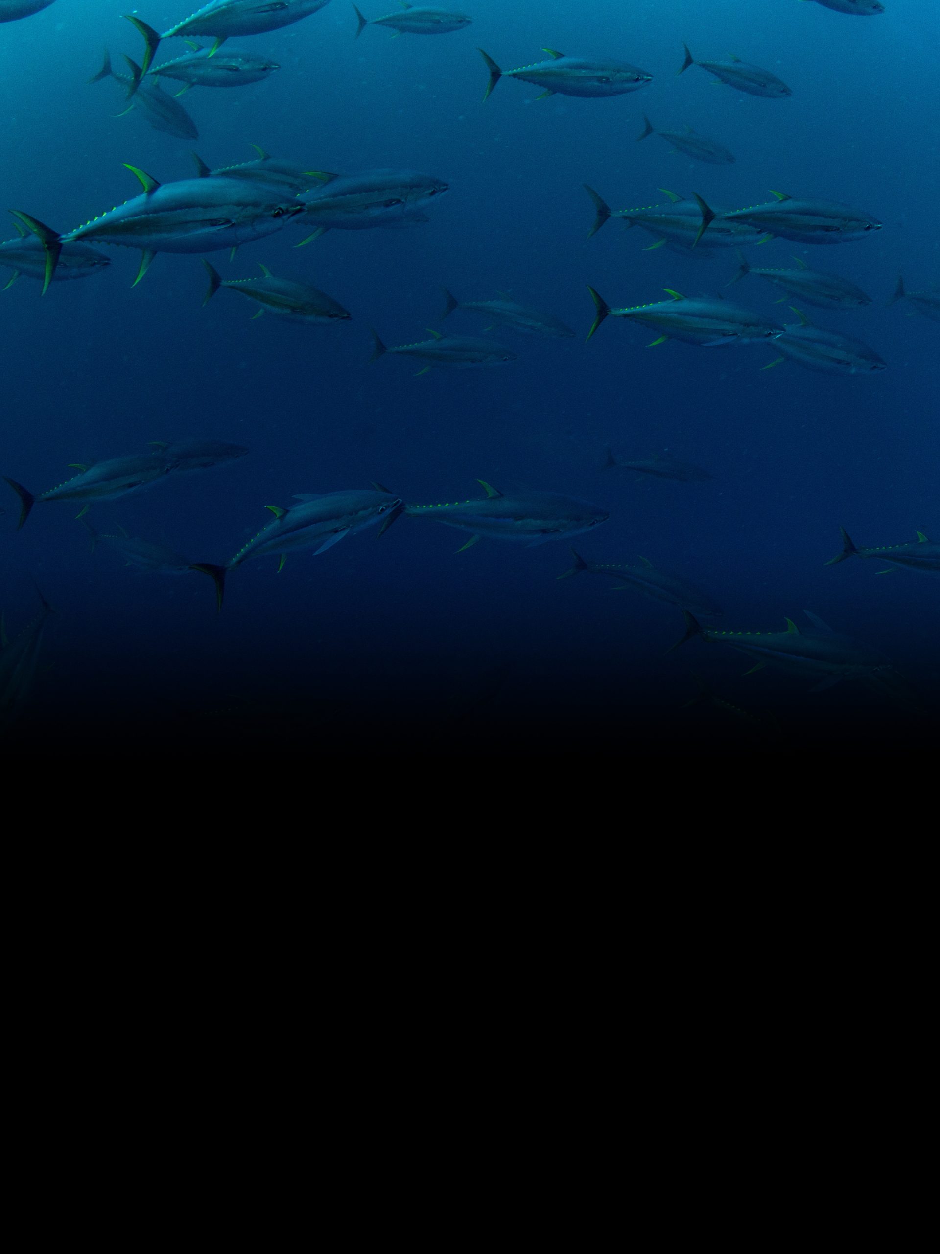 - International Game Fish Association