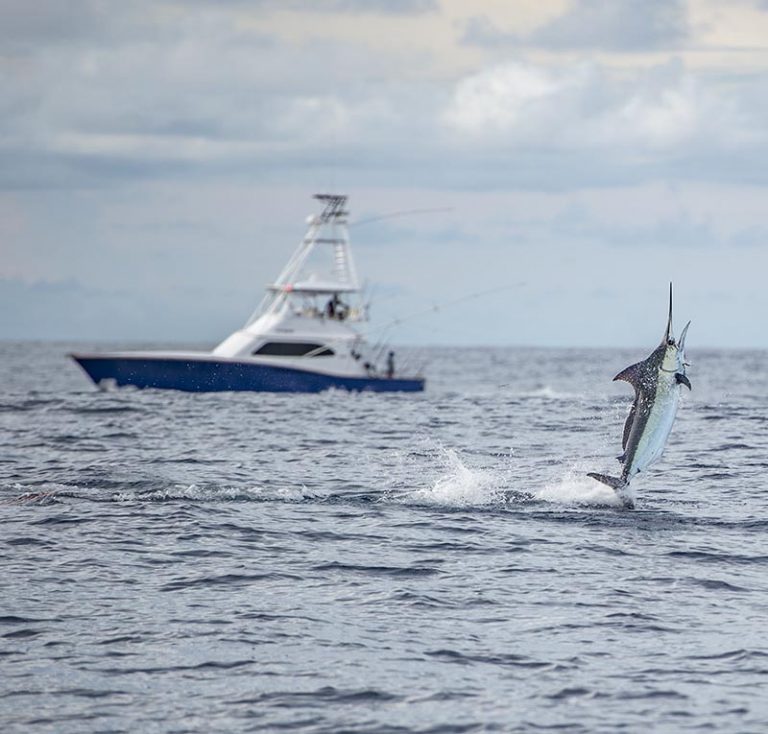 Blue Marlin Dreams – International Game Fish Association