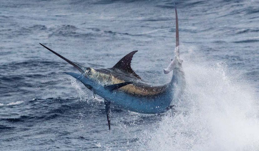 Tracking Billfish Around the World – International Game Fish Association