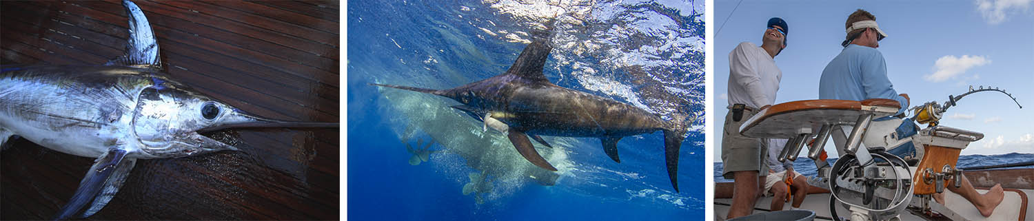 Registration Open for the Inaugural IGFA SoCal Swordfish Open ...