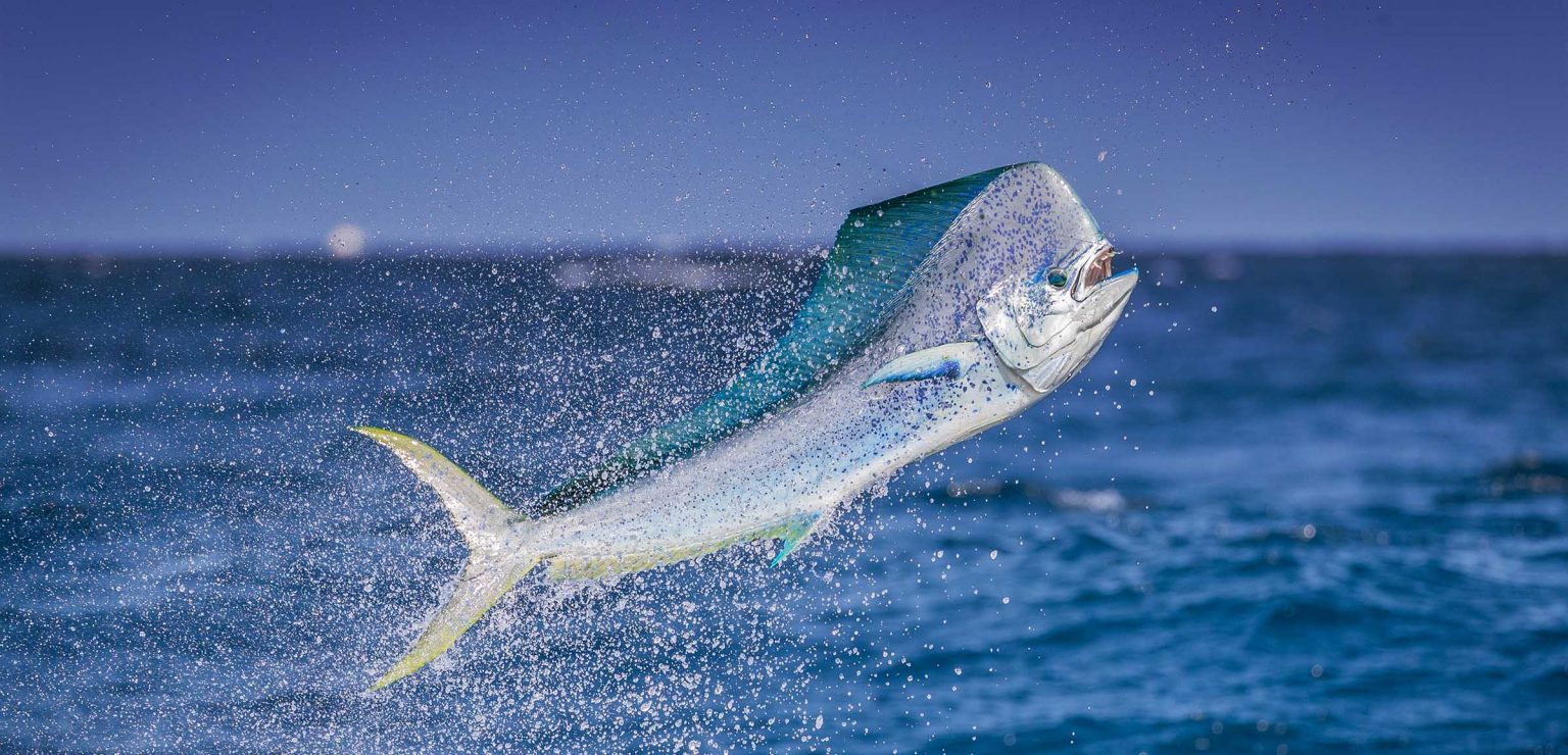10 of the Greatest Dolphinfish Records of All Time – International Game ...