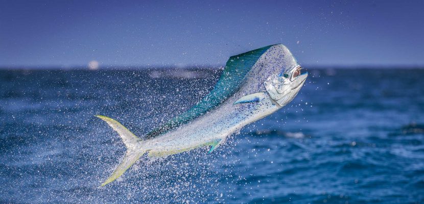 10 of the Greatest Dolphinfish Records of All Time – International Game ...