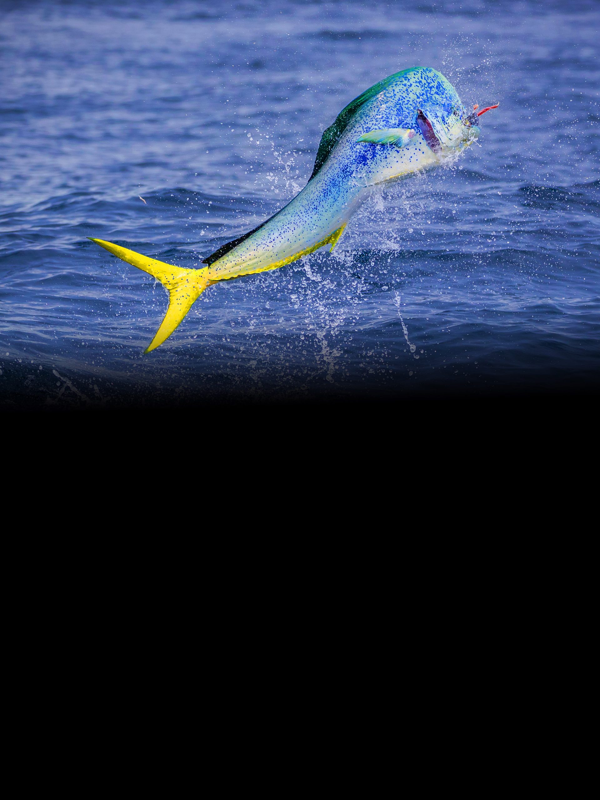 - International Game Fish Association