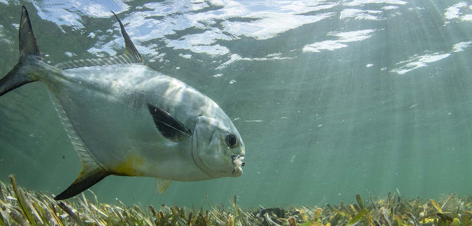 IGFA Permit Invitational – International Game Fish Association