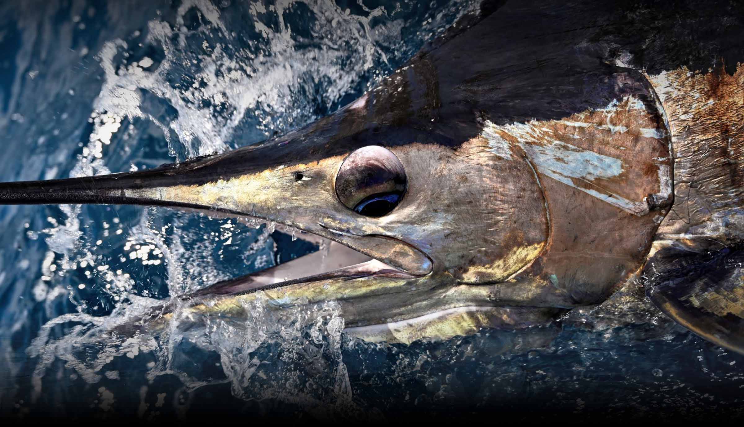 - International Game Fish Association