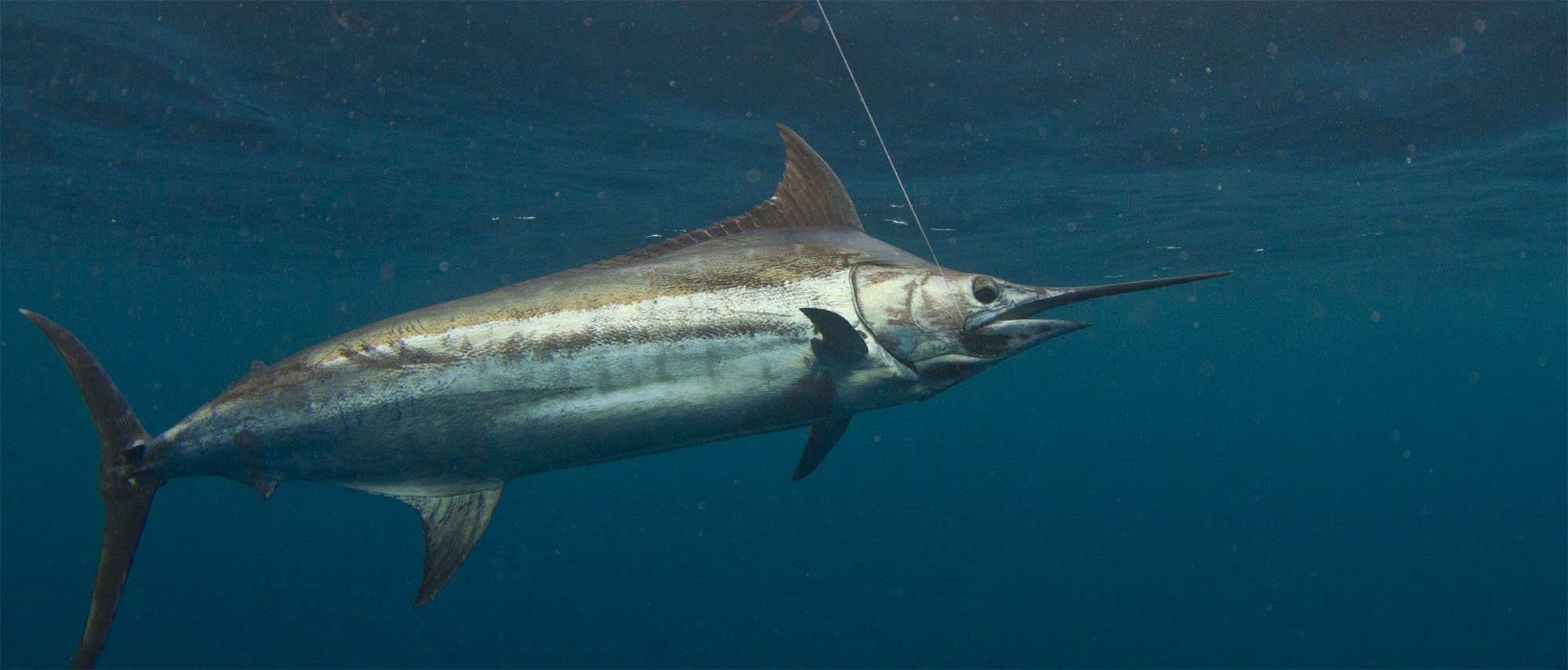 New Publication on North Atlantic Blue Marlin – International Game Fish ...