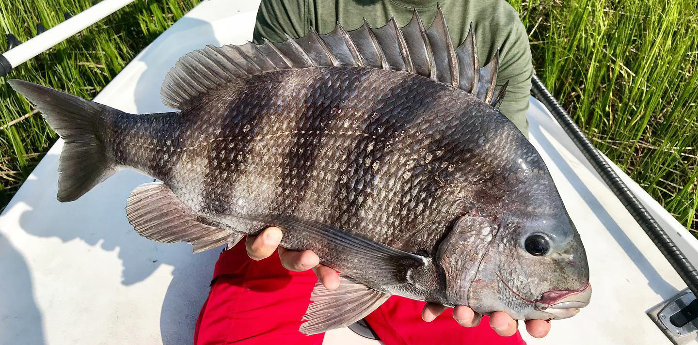 Herding World Record Sheepshead – International Game Fish Association