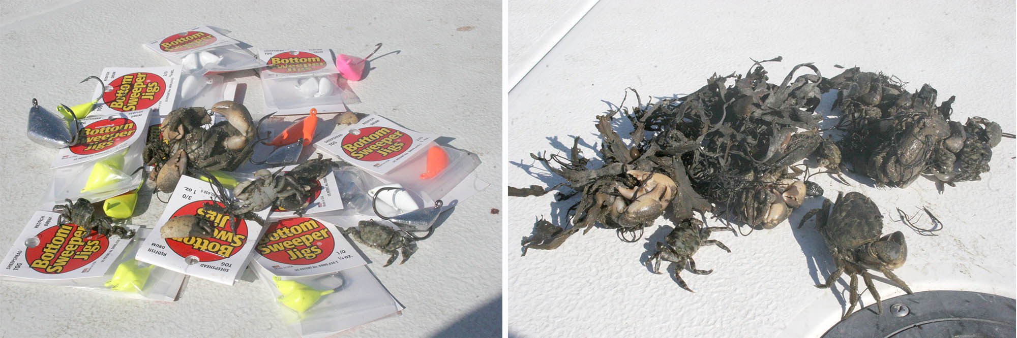 Herding World Record Sheepshead – International Game Fish Association