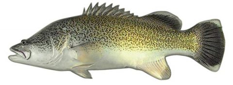 The IGFA Announces Expansion to Angler Recognition Programs ...