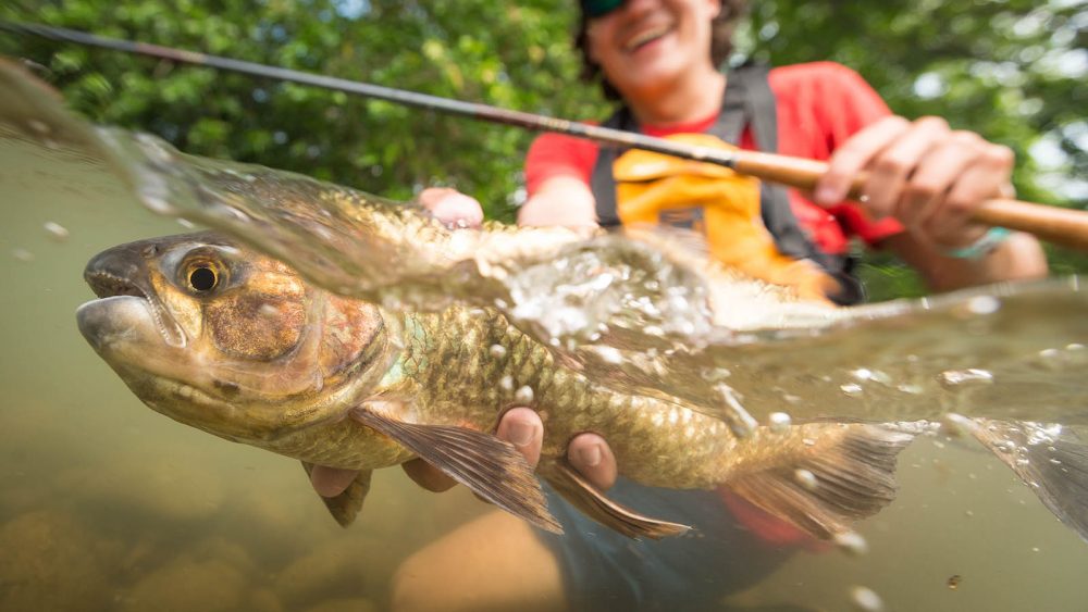 The Machaca: A Hidden Gem of Central America – International Game Fish ...