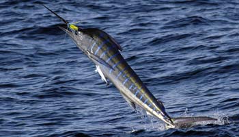 Charting Advocacy: IGFA’s Impact on Fishing Policy and Conservation ...