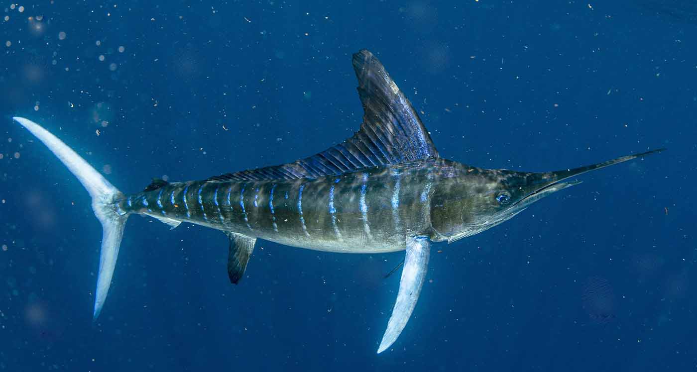 We Have a Winner! 2023-2024 IGFA Great Marlin Race – International Game ...