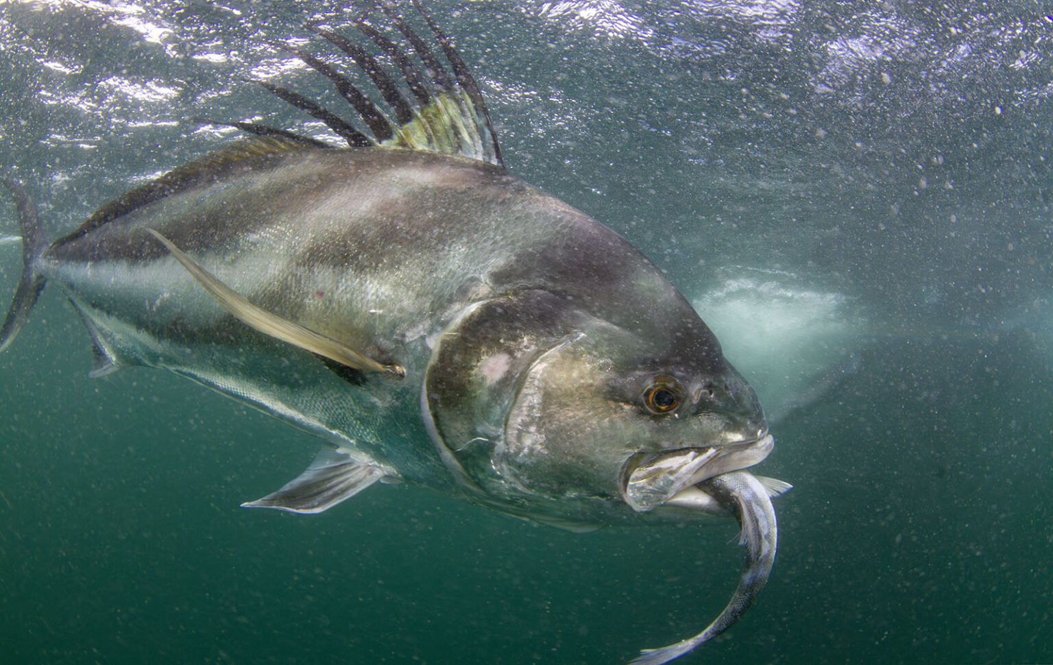 The IGFA and the Future of Roosterfish | A Landmark Study ...