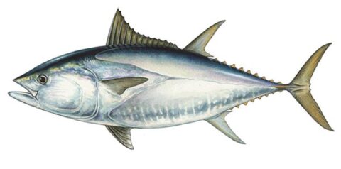Southern Bluefin Tuna, Records, and Conservation in Tasmania and Beyond ...