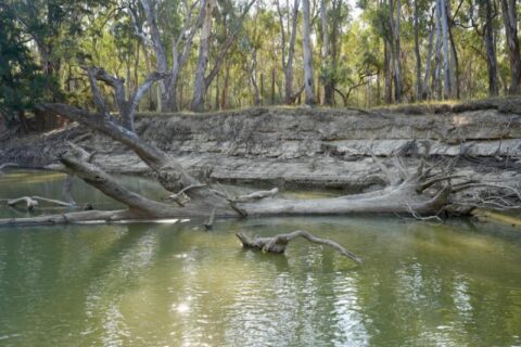 Fishing for Murray Cod: An Australian Freshwater Treasure ...