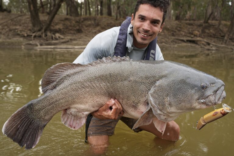Fishing for Murray Cod: An Australian Freshwater Treasure ...
