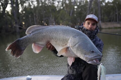 Fishing for Murray Cod: An Australian Freshwater Treasure ...