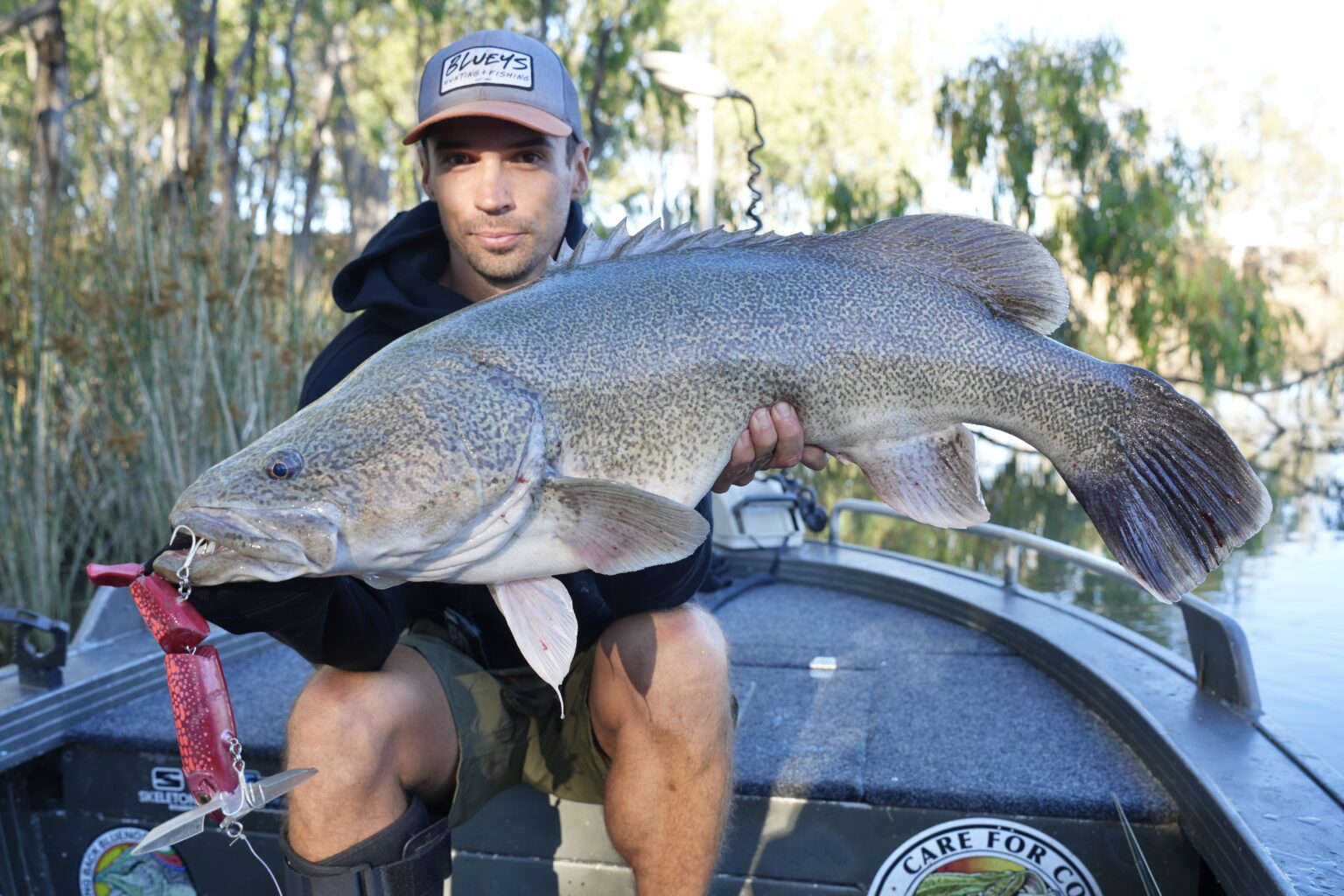 Fishing for Murray Cod: An Australian Freshwater Treasure ...